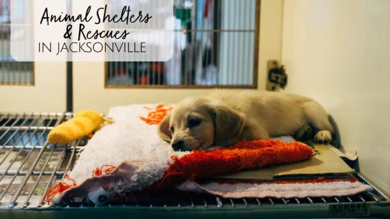 Animal Shelters & Rescues in Jacksonville - Jacksonville Beach Moms