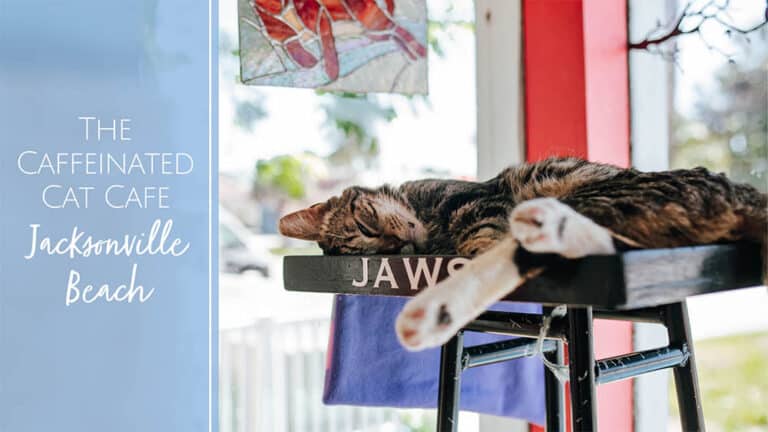 The Caffeinated Cat Cafe Jacksonville Beach, FL - Jacksonville Beach Moms