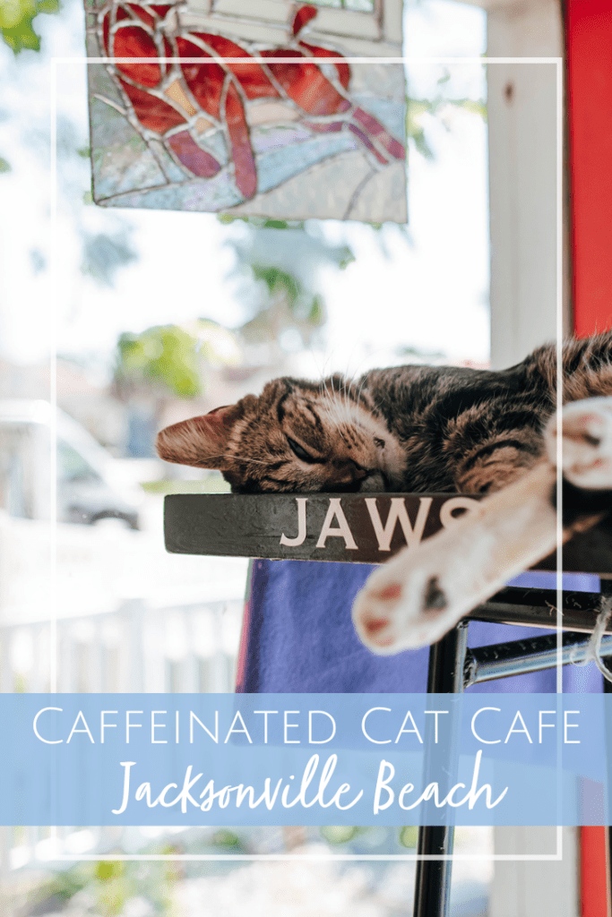 The Caffeinated Cat Cafe: Coffee and Cuddles - Jacksonville Beach Moms