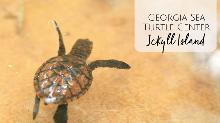 Exploring the Wonders of the Georgia Sea Turtle Center on Jekyll Island ...