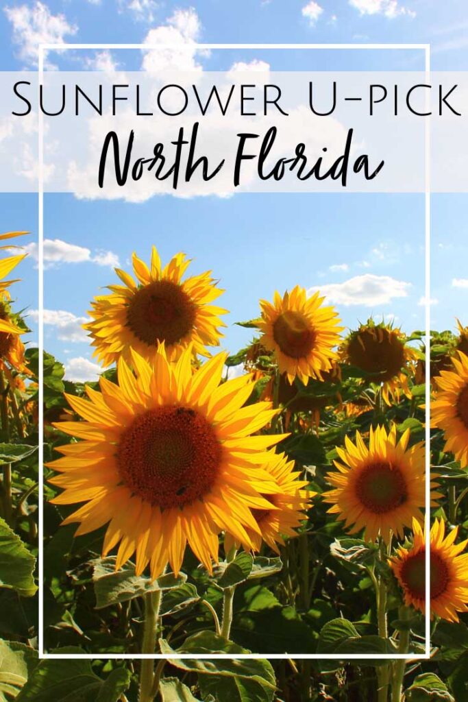 U-Pick Sunflowers in North Florida: 2025 Ultimate Guide - Jacksonville ...