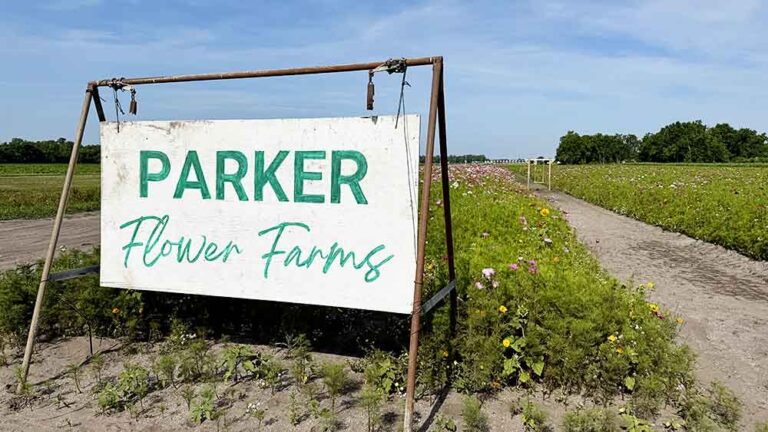 A Blooming Good Time at Parker Flower Farms - Jacksonville Beach Moms